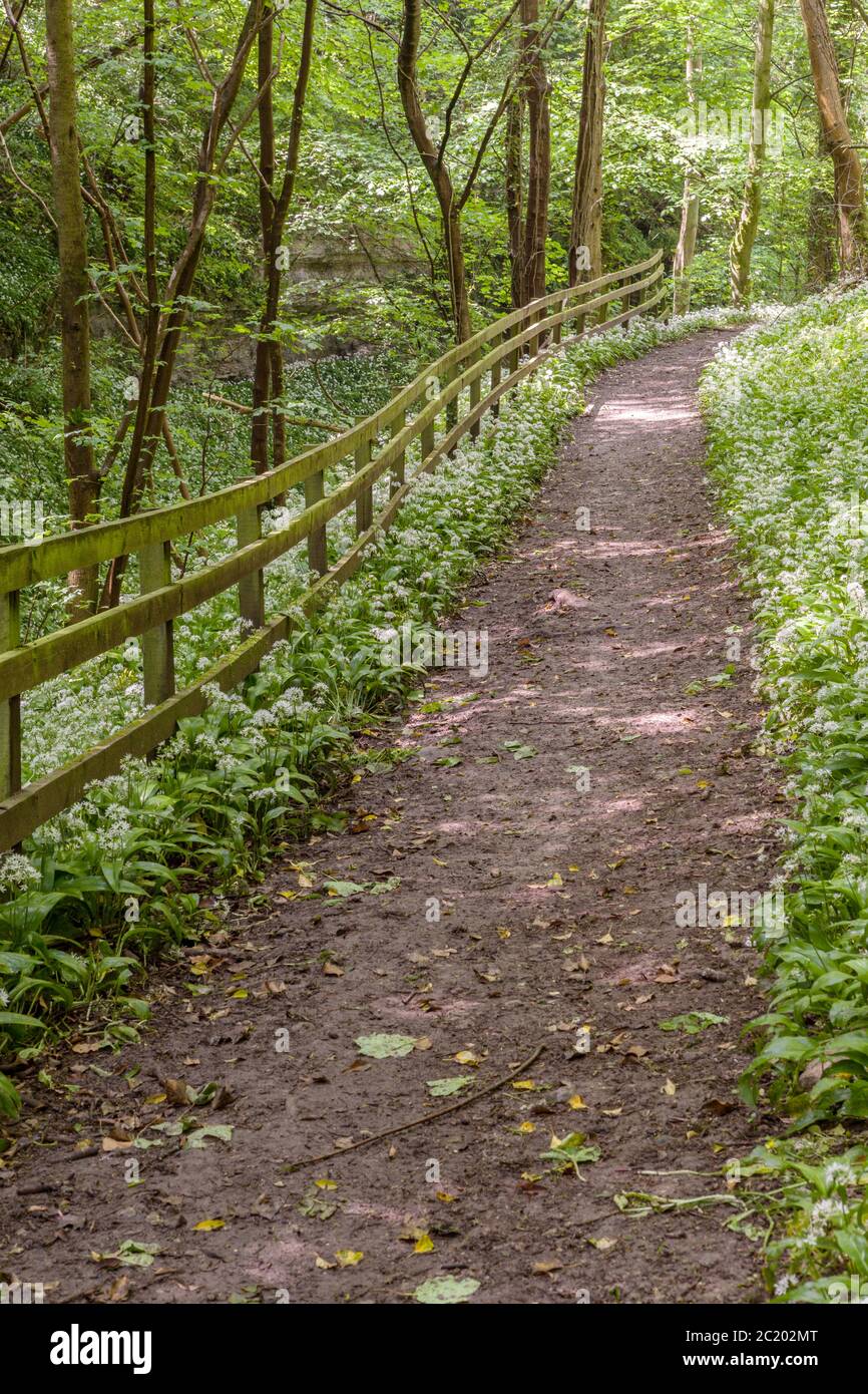 Wild Garlic (Allium Ursinum), England Stock Photo - Alamy