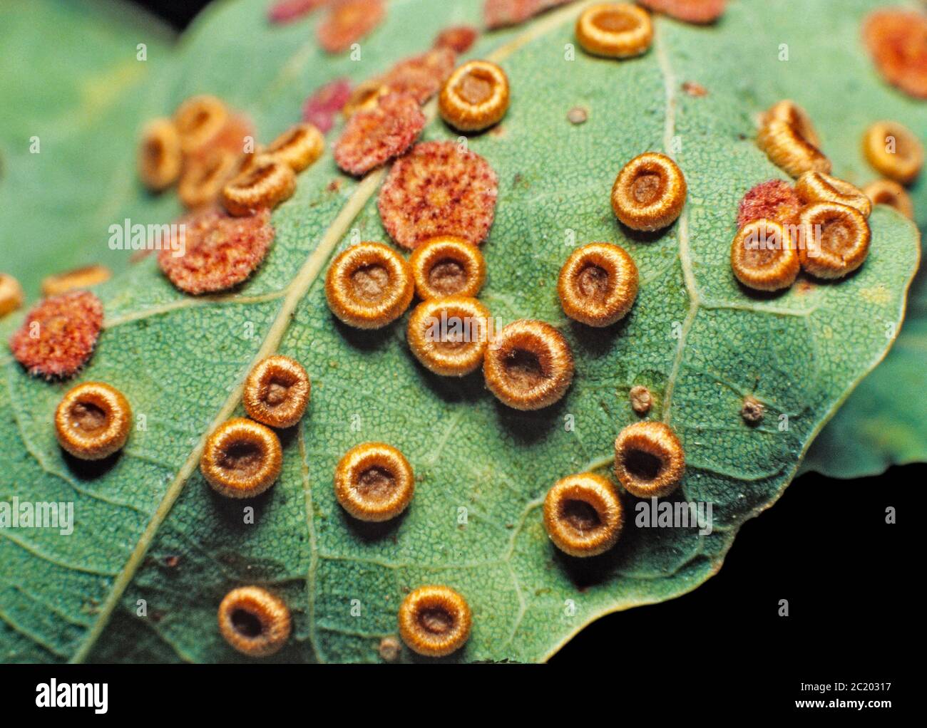 Leaf galls on Oak leaves, Neuroterus numismalis (gall wasp) induced ... Leaf galls on Oak leaves, Neuroterus numismalis (gall wasp) induced ...