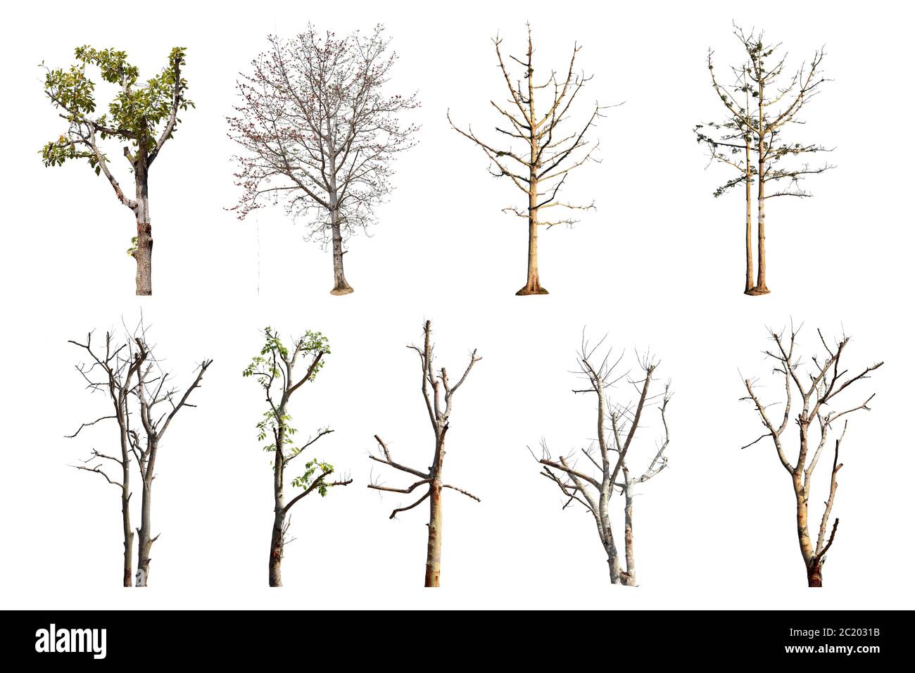 Collection trees without leaves isolated on white background. with ...