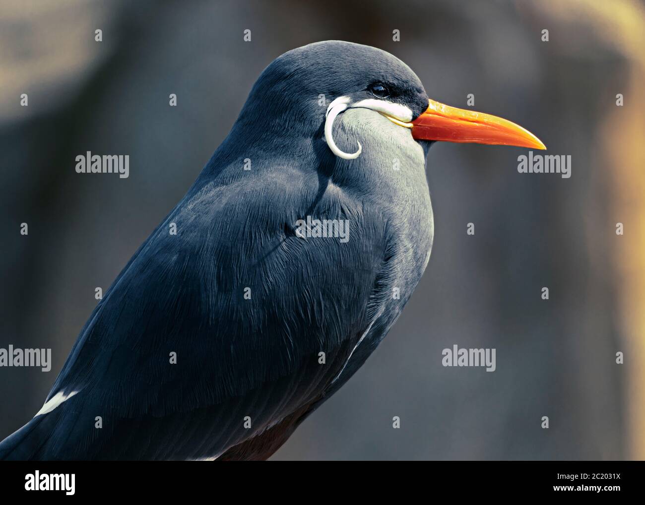 Side Profile Of An Inca Tern Stock Photo - Alamy