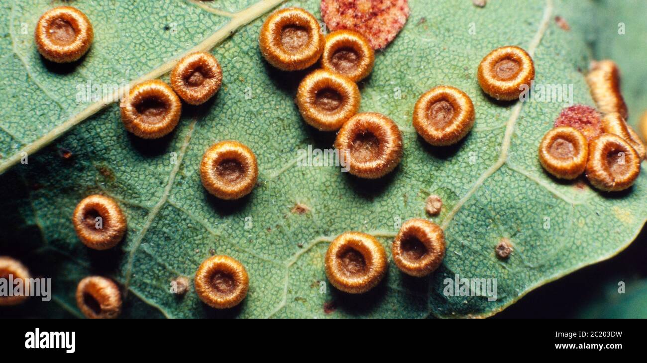 Leaf galls on Oak leaves, Neuroterus numismalis (gall wasp) induced ...