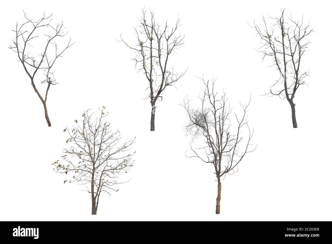 Collection trees without leaves isolated on white background. with ...