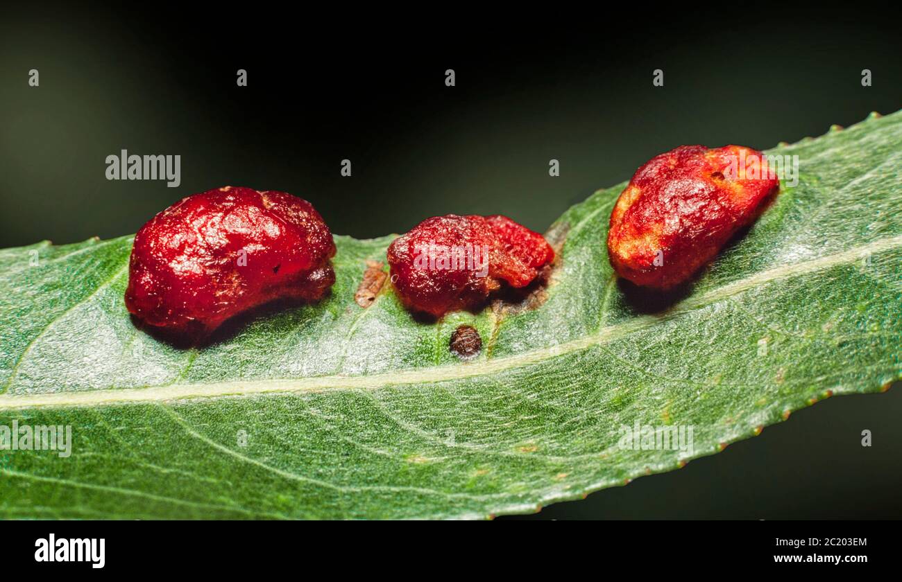 Leaf galls on Willow, caused by the sawfly larva, Pontania proxima ...