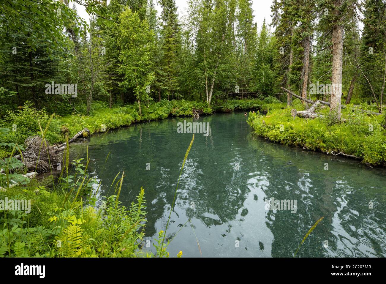 The Hot Springs of the Liard River in Canada Stock Photo - Alamy