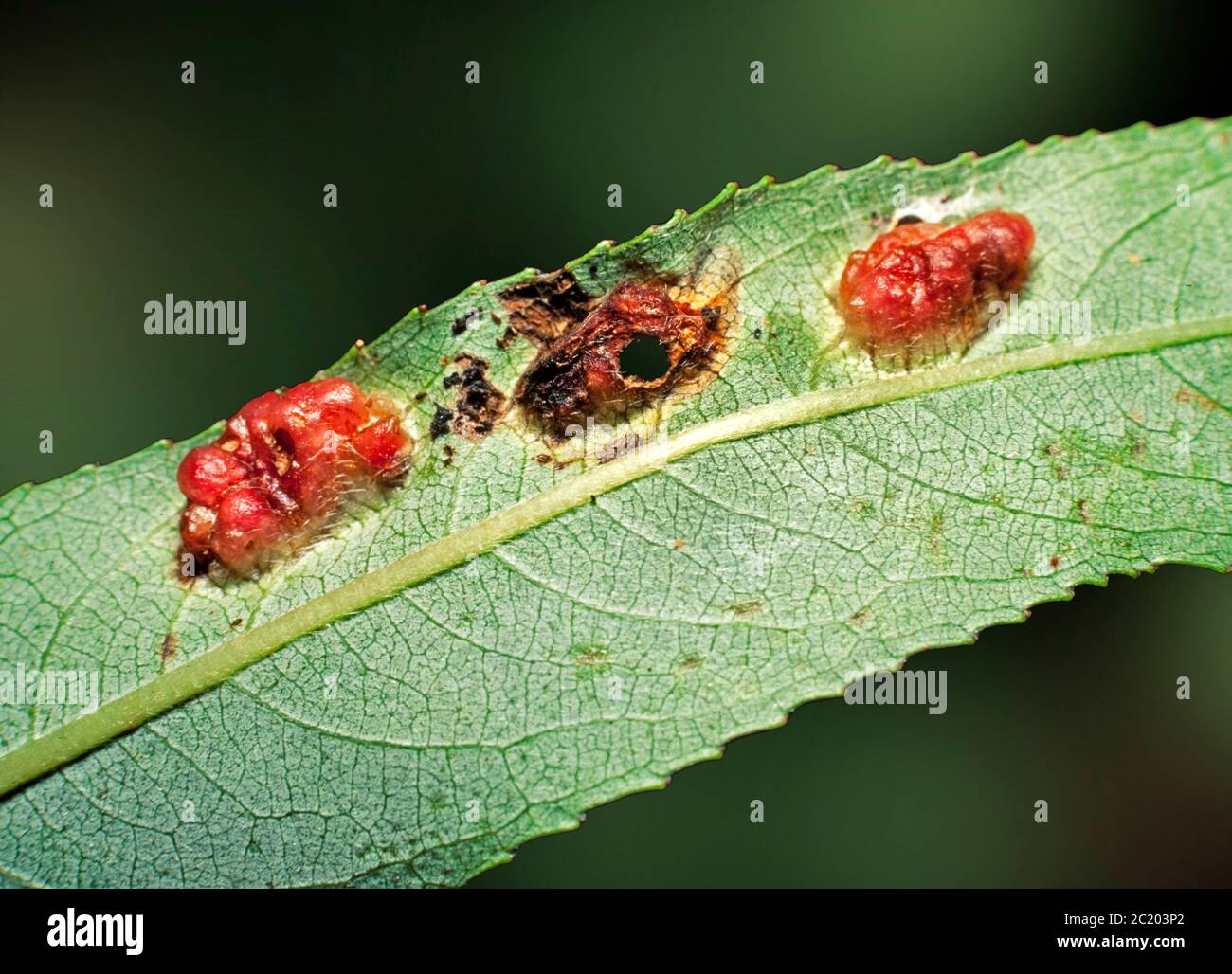 Leaf galls on Willow, caused by the sawfly larva, Pontania proxima ...
