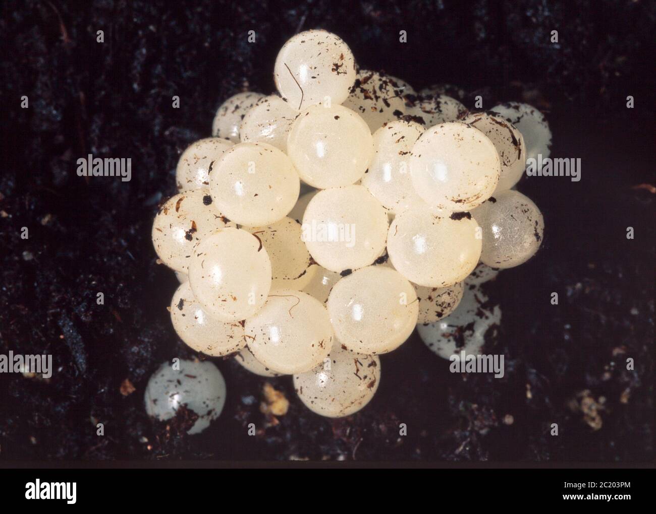 Slug eggs hi-res stock photography and images - Alamy