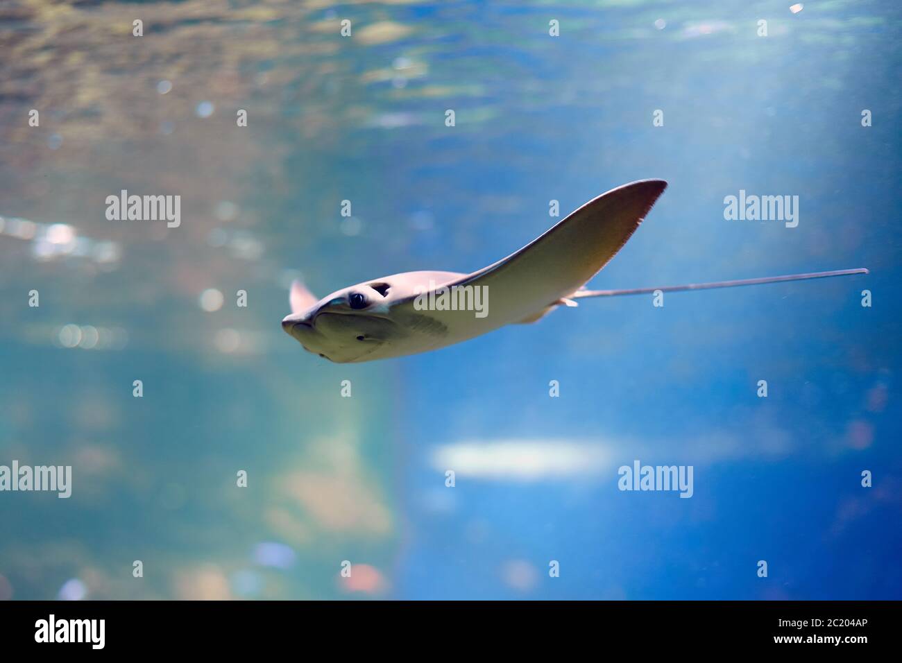 Stingray face hi-res stock photography and images - Alamy