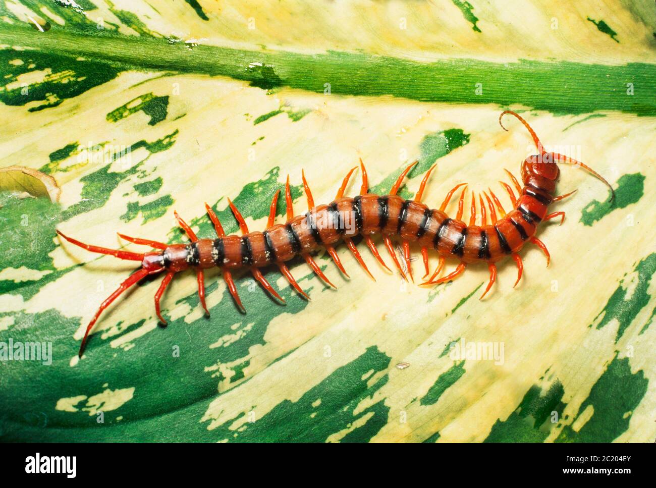 Jungle centipede hi-res stock photography and images - Alamy
