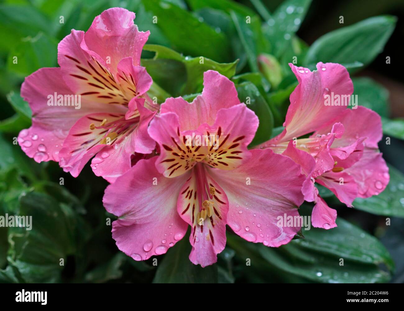Alstroemeria Inticancha Sunshine Stock Photo - Alamy