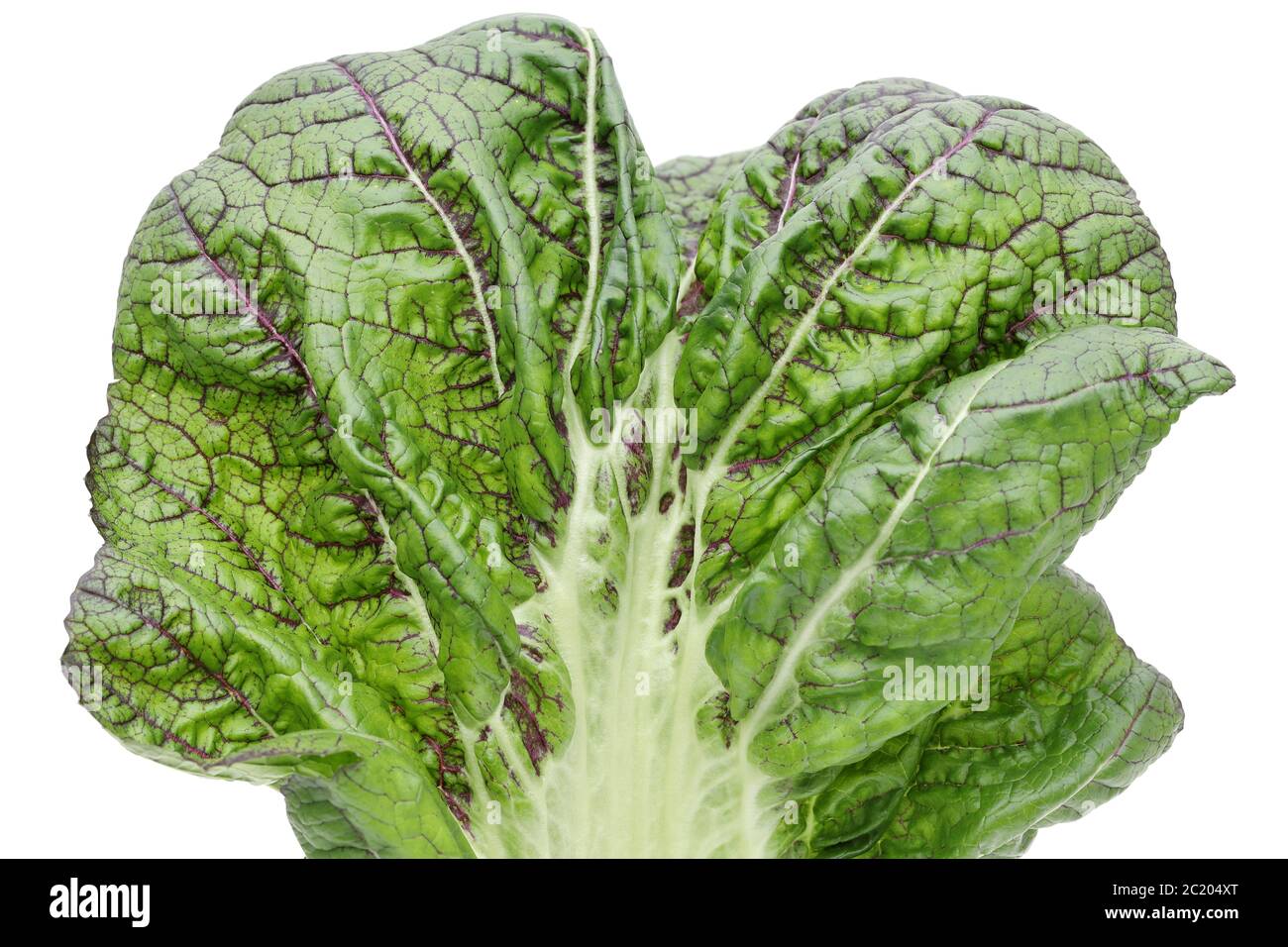 Texture of green vegetable leaf close-up, takana leaf fibers Stock ...