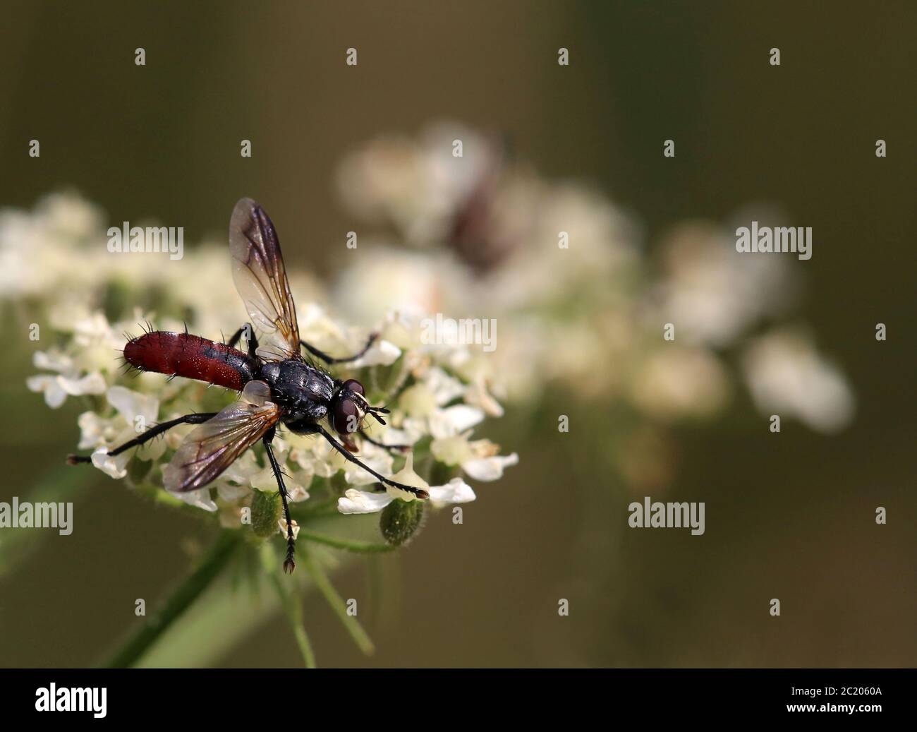 Two color flyer hi-res stock photography and images - Alamy