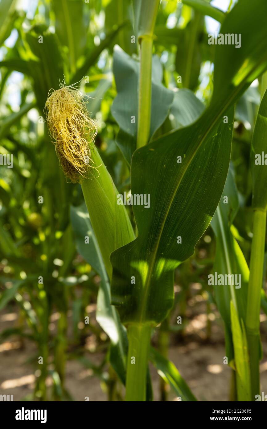 Corn field and corncobs Stock Photo - Alamy