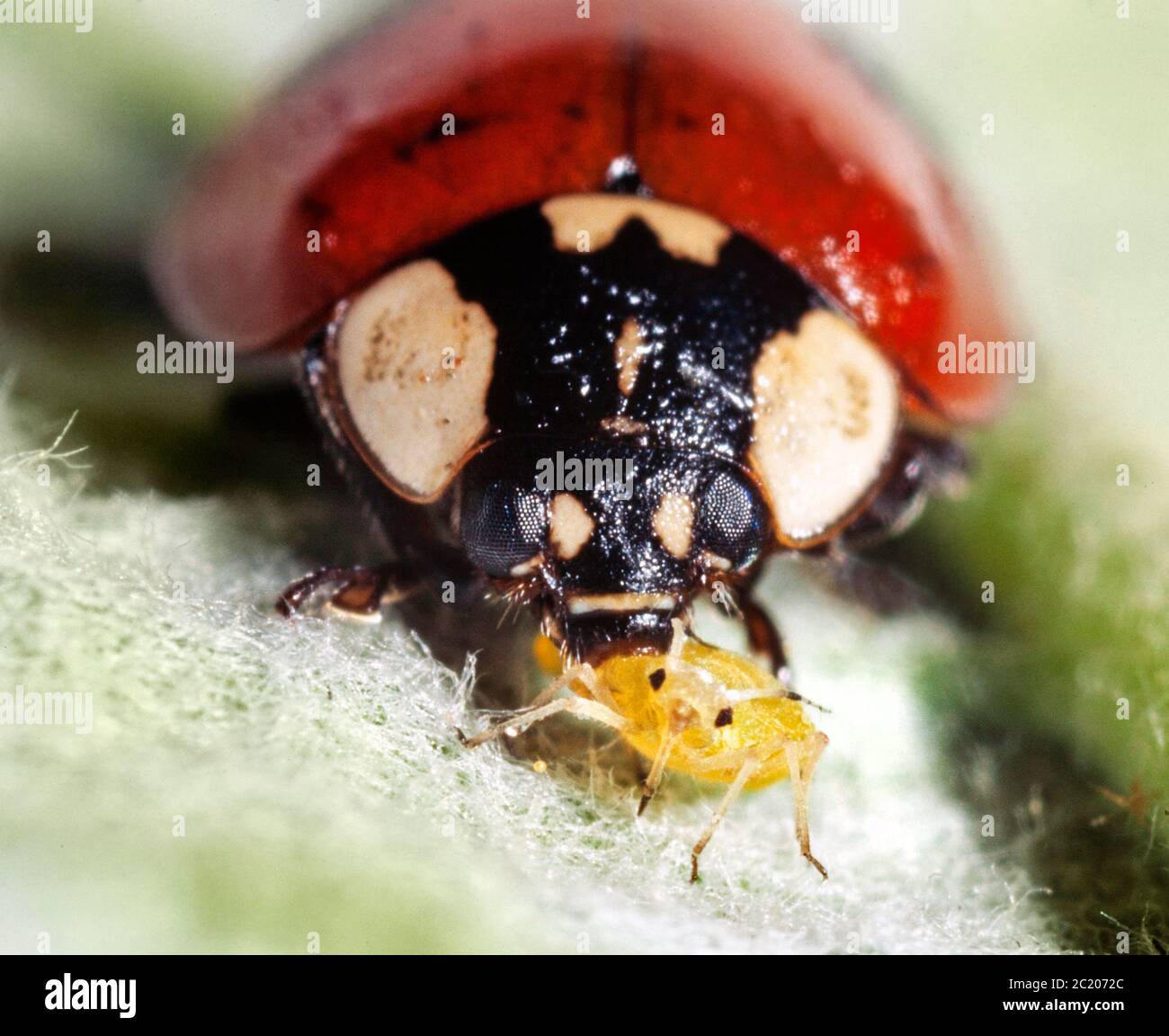 Ladybird feeding on aphids Stock Photo - Alamy Ladybird feeding on aphids Stock Photo - Alamy