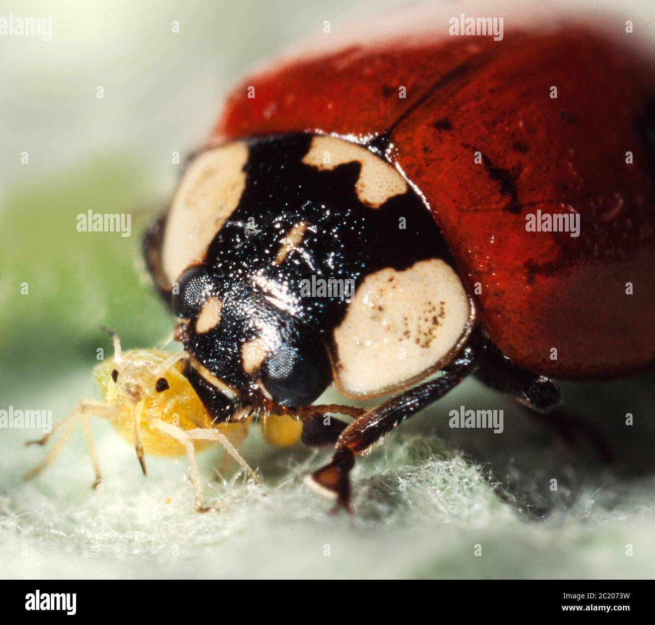 Ladybird feeding on aphids Stock Photo - Alamy
