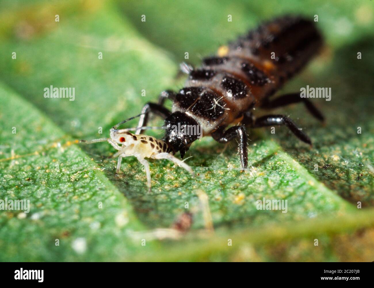 Ladybug Larva Aphids High Resolution Stock Photography and Images - Alamy