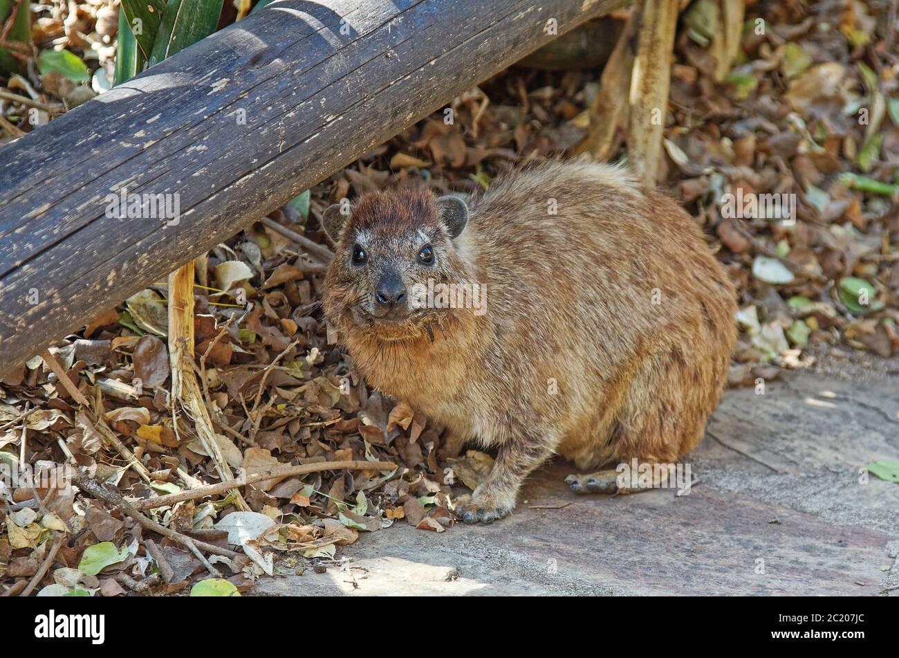 Hoofed mammal hi-res stock photography and images - Alamy