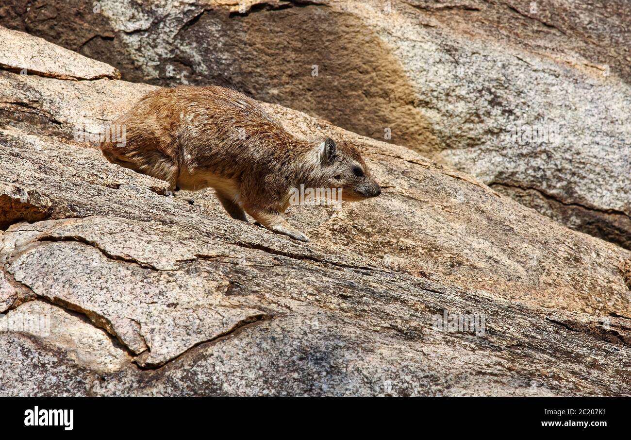 Rock hyrax tanzania hi-res stock photography and images - Alamy