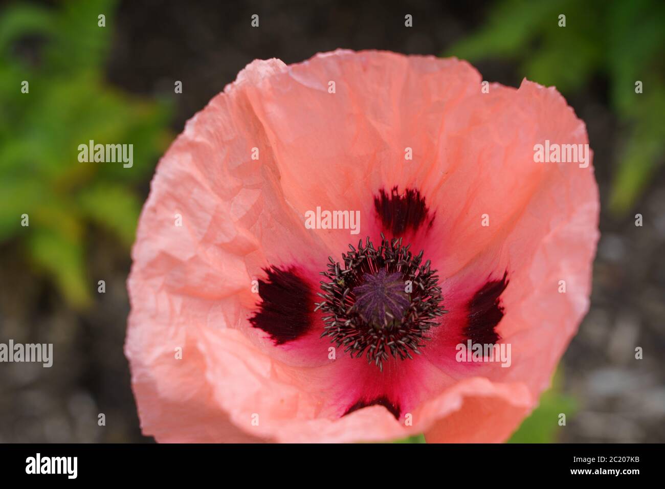 Eye-catching pale pink Oriental Poppy flower, Harrogate, North ...