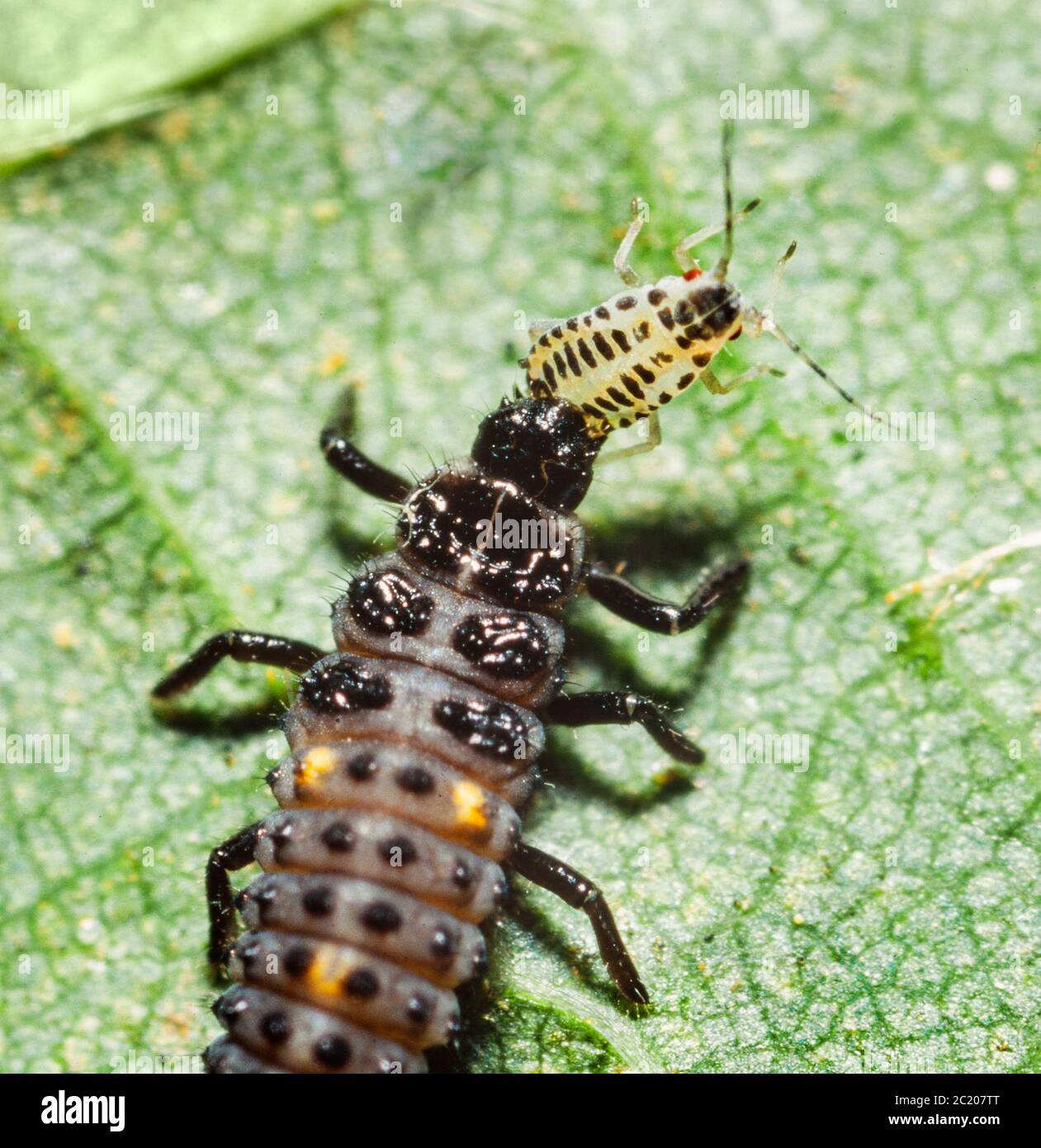 Ladybird larva hi-res stock photography and images - Alamy