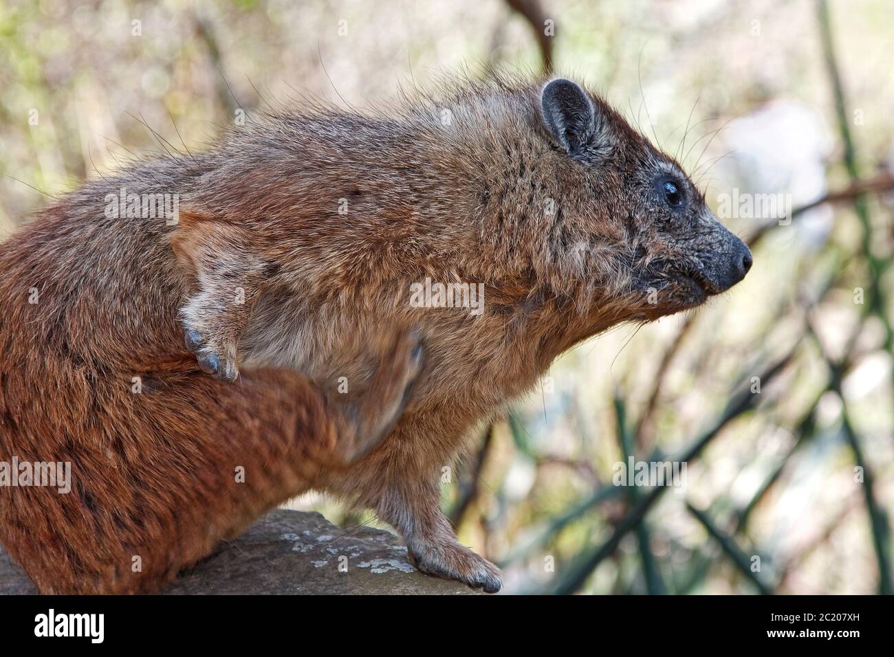 Hyrax walking, side view, small herbivore, hoofed mammal, Hyracoidea ...