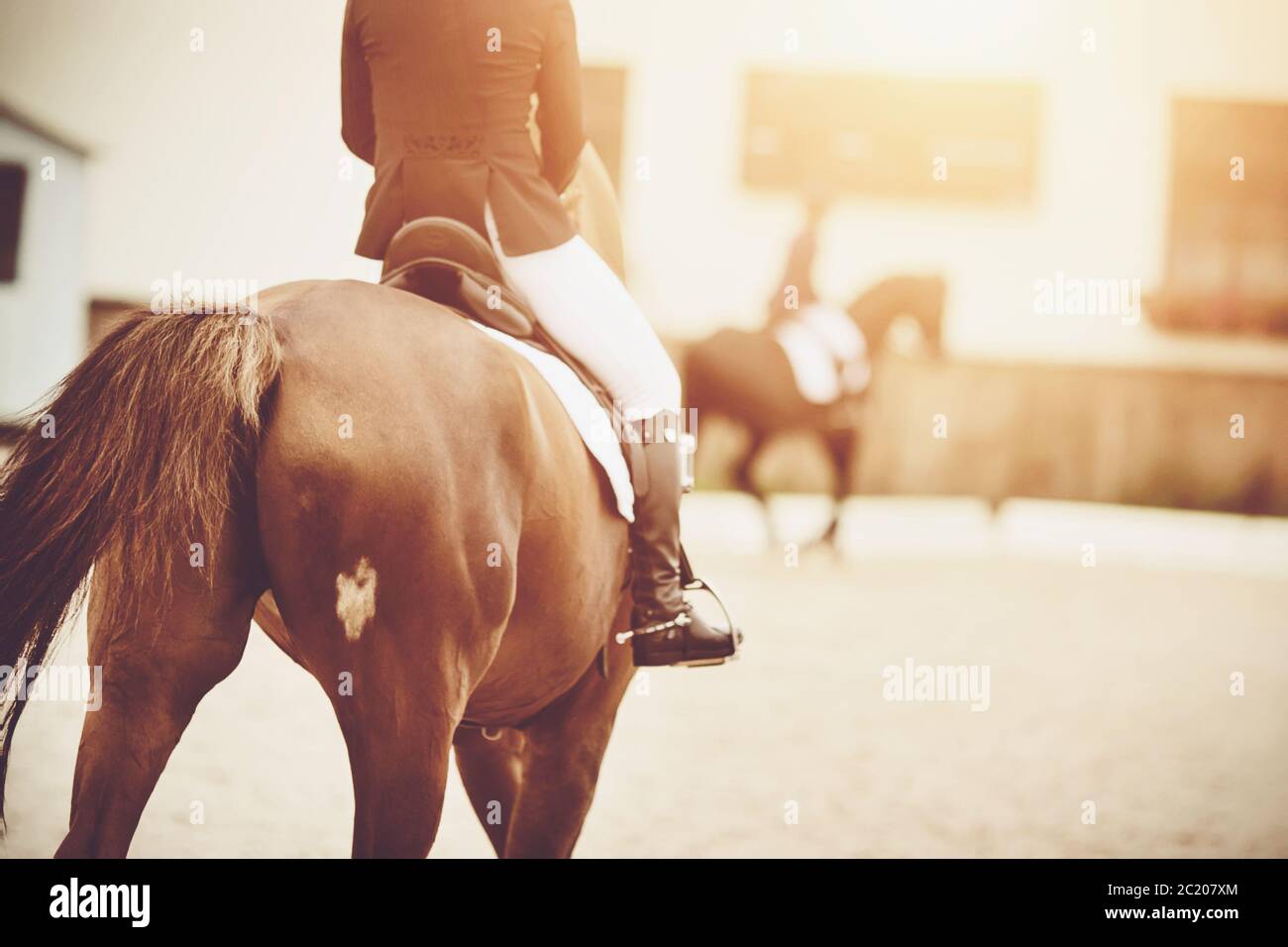 Horse Rump High Resolution Stock Photography and Images - Alamy