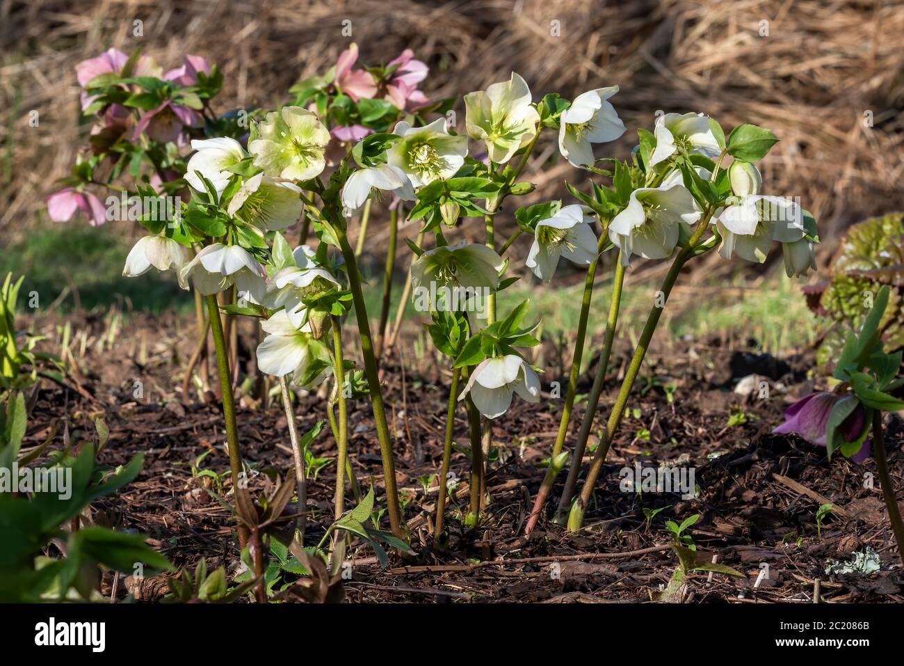 Helleborus a winter springtime flower plant commonly known as Christmas ...