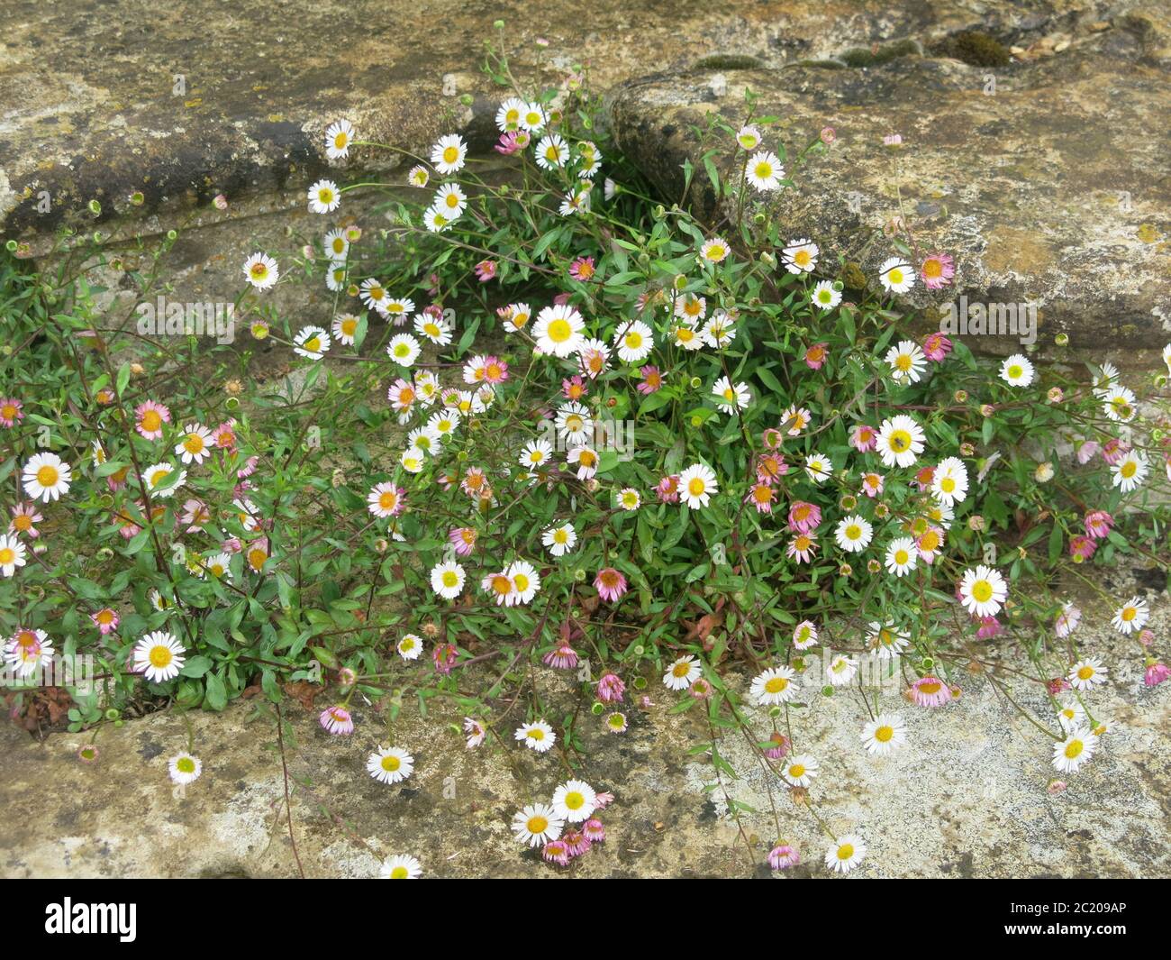 Mexican Fleabane, Erigeron Karvinskianus, self-seeds and fills the ...