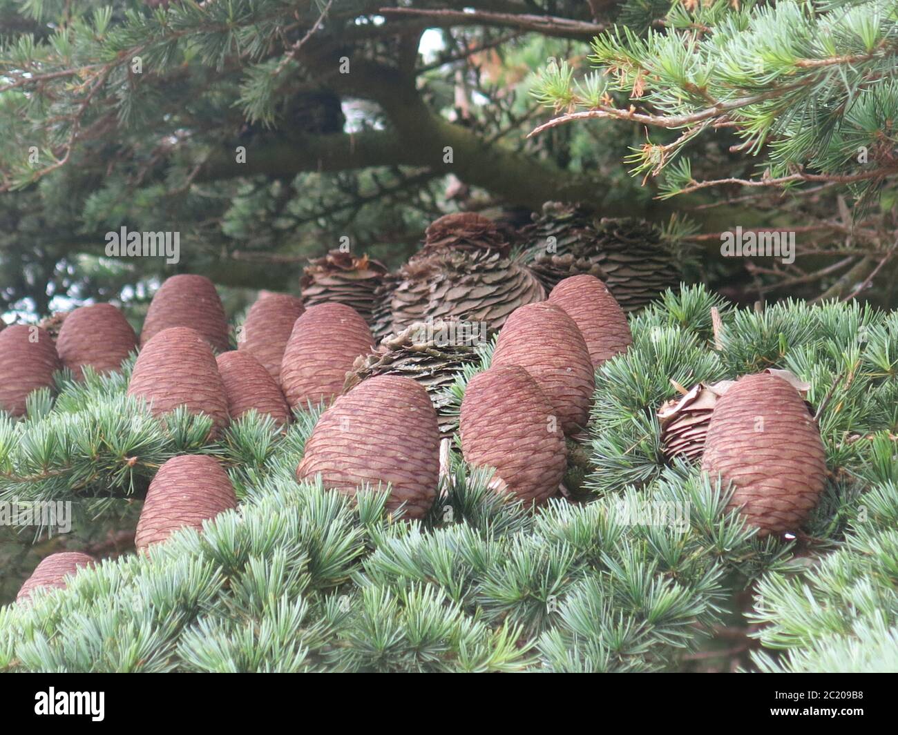 Multiple pine cones nestle in the branches of an ancient Cedar of ...