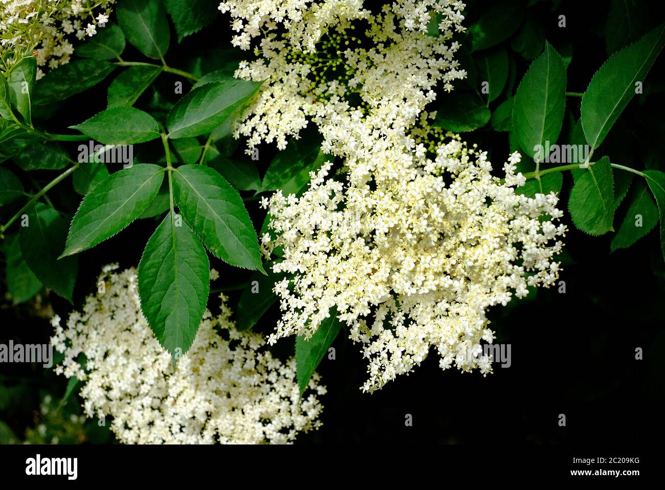 Elderflower tree hi-res stock photography and images - Alamy