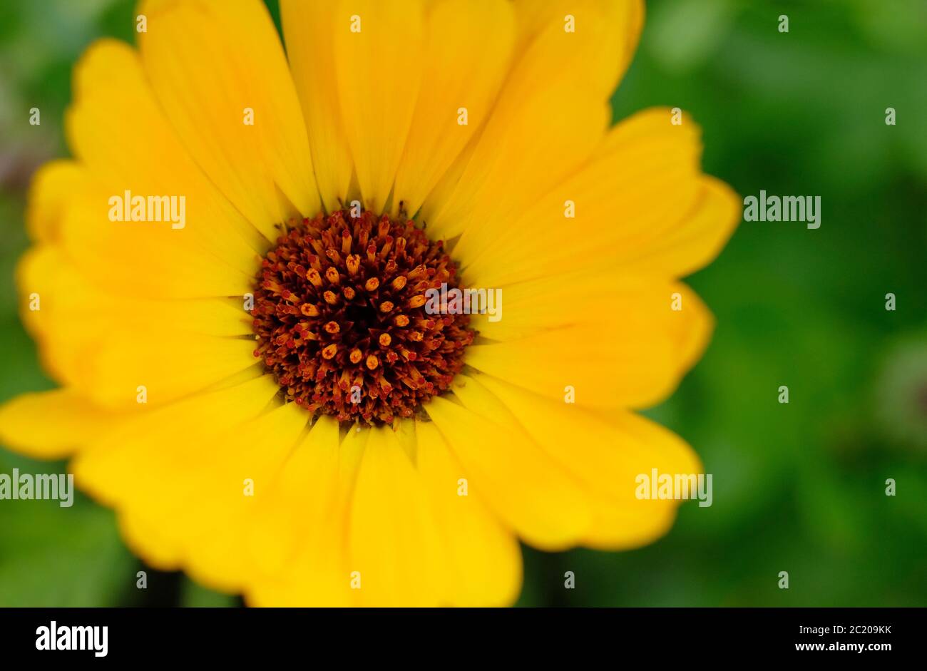 bright yellow flower on blurred green background Stock Photo - Alamy