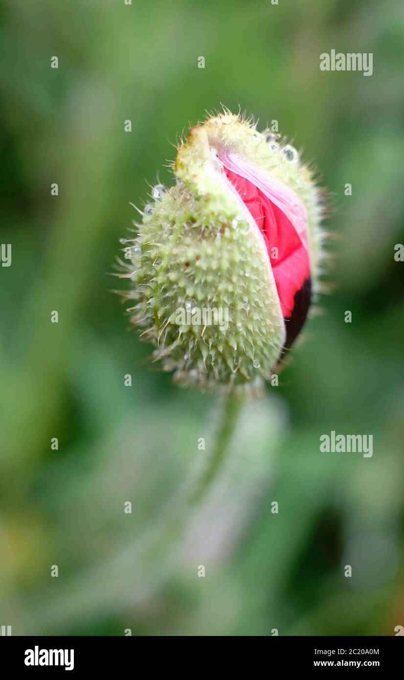 emerging red poppy from head, norfolk, england Stock Photo - Alamy