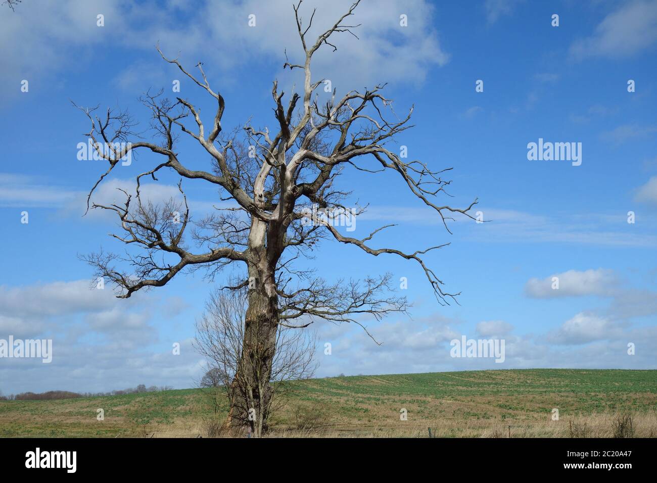 Dead oak tree branches hi-res stock photography and images - Alamy