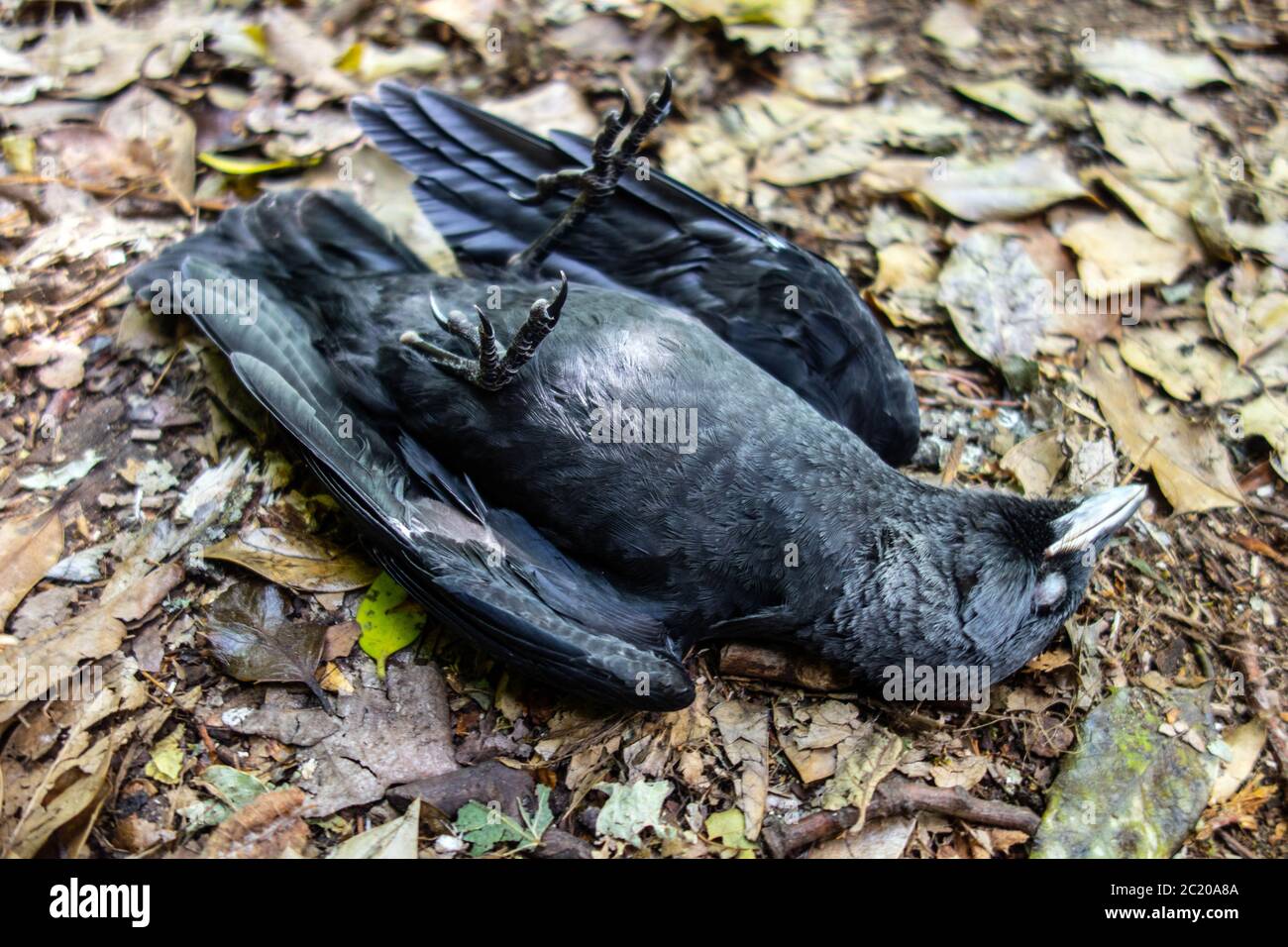 Dead Blackbird Bird Lying on the Ground in Nature Stock Photo - Alamy
