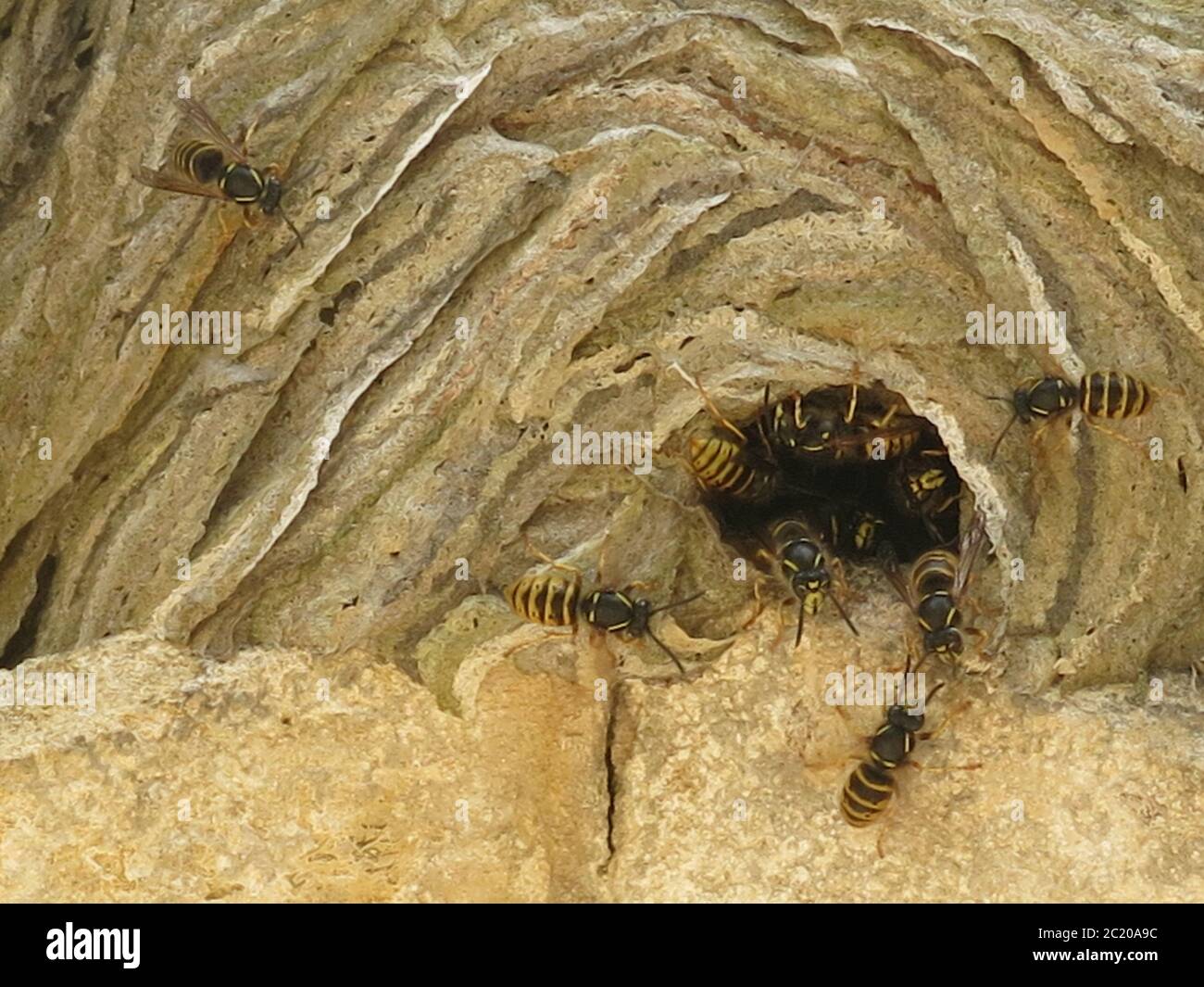 Close-up of wasps entering their wasp nest through a dark hole Stock ...