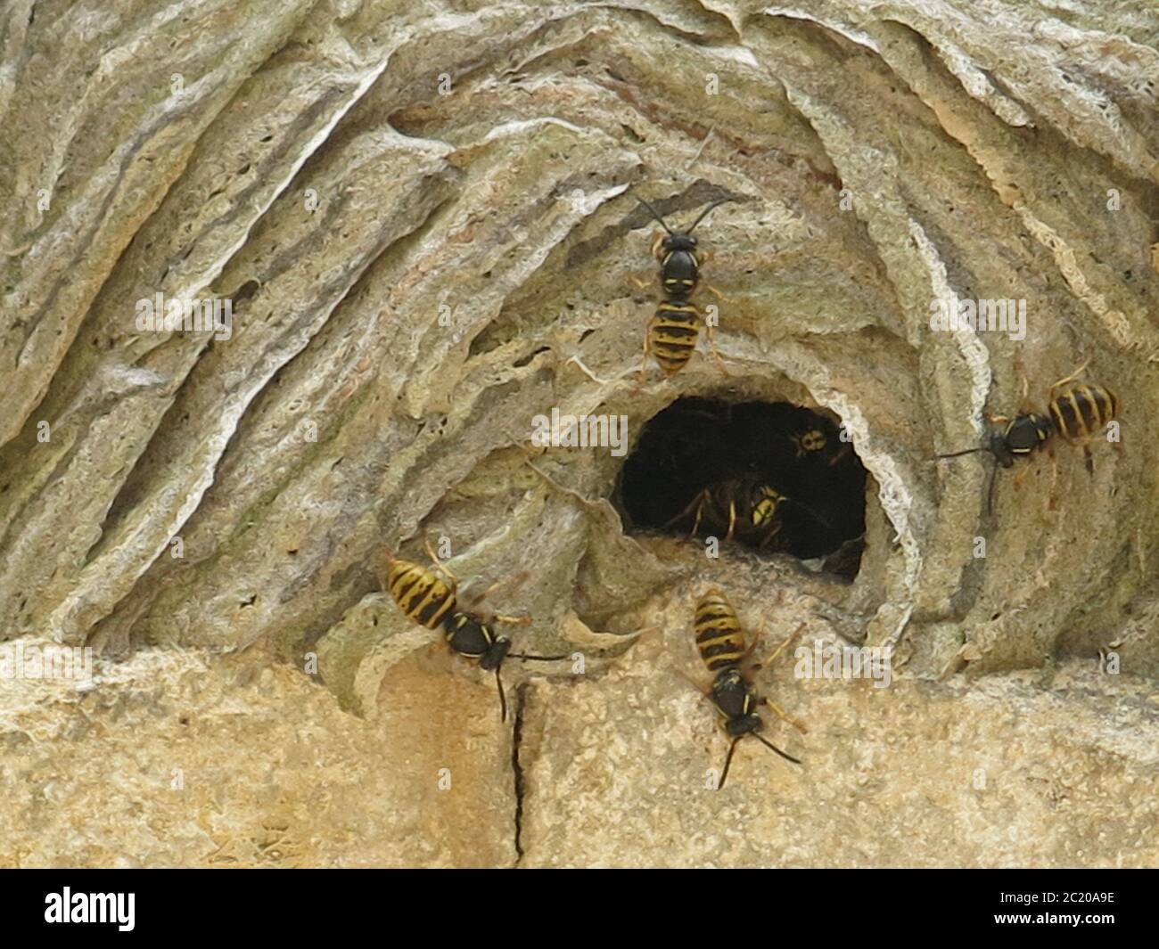 Close-up of wasps entering their wasp nest through a dark hole Stock ...