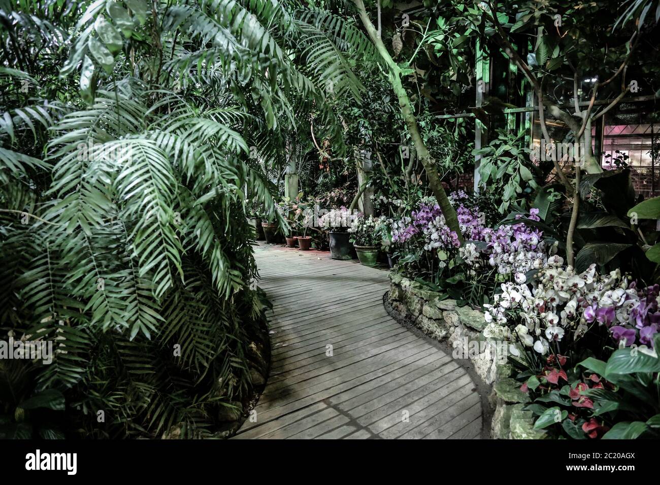 Tropical Plants Greenhouse Inside High Resolution Stock Photography and ...