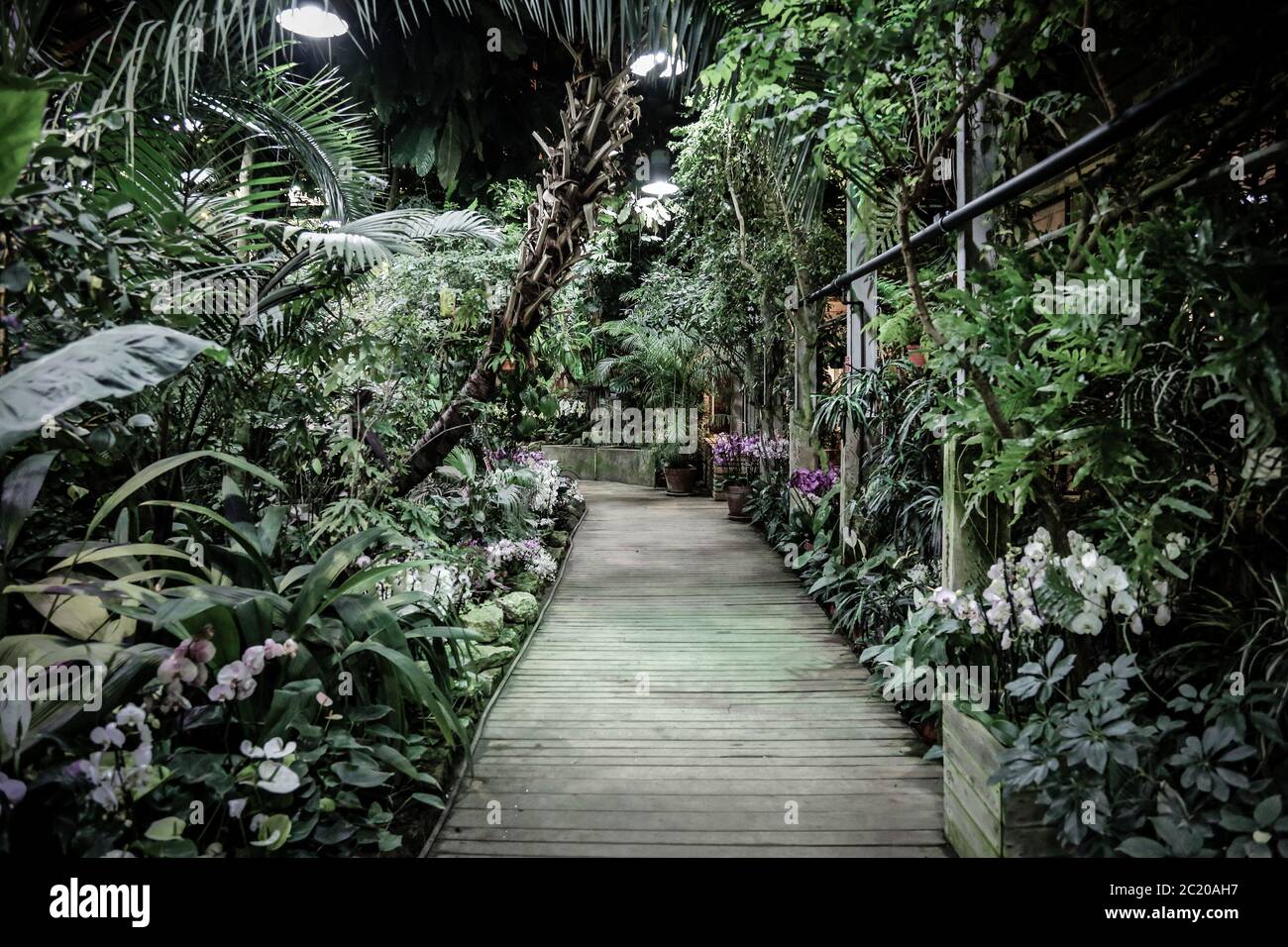 Tropical Plants Greenhouse Inside High Resolution Stock Photography and ...