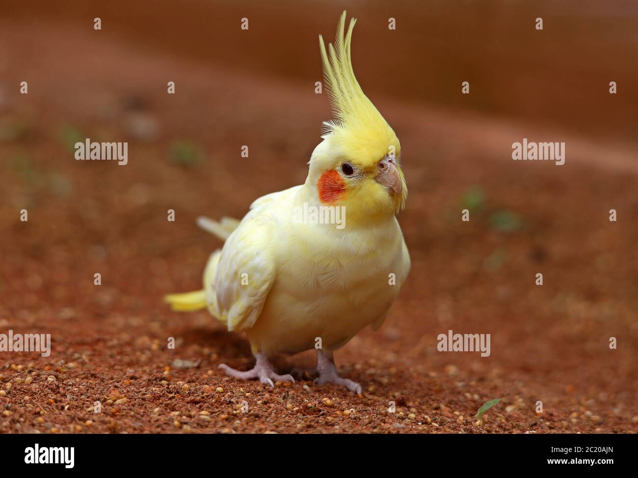 Nymphicus hi-res stock photography and images - Alamy