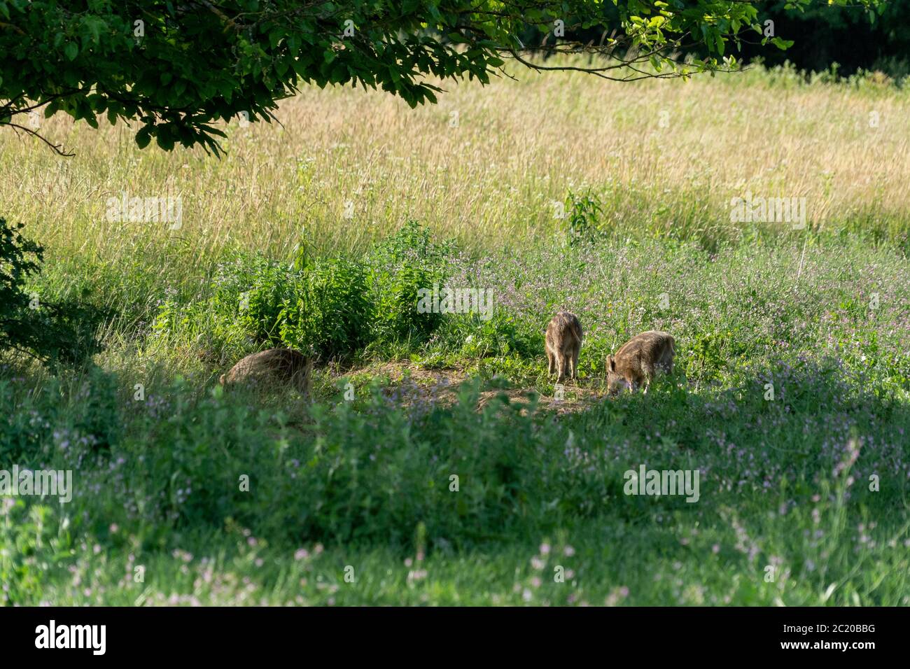 Eating under the tree hi-res stock photography and images - Alamy