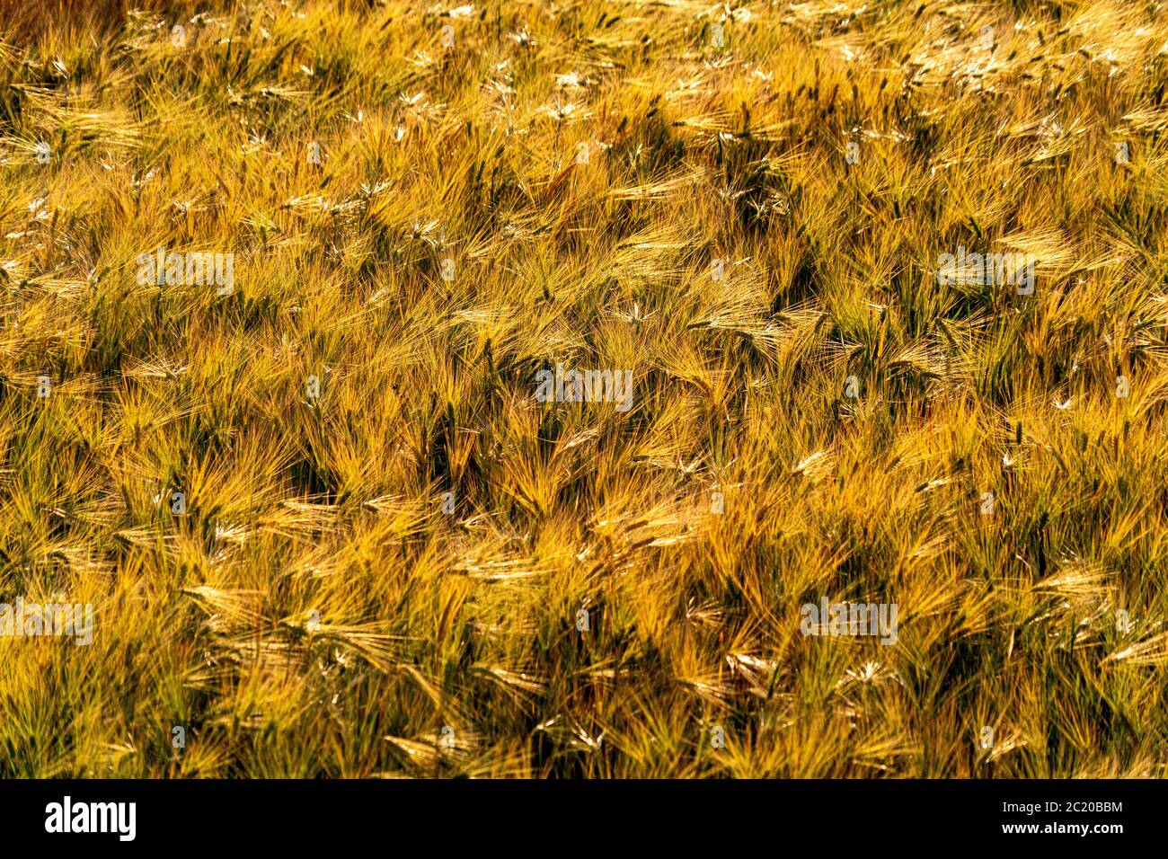 Wheat spikes field moved by wind like sea waves Stock Photo - Alamy