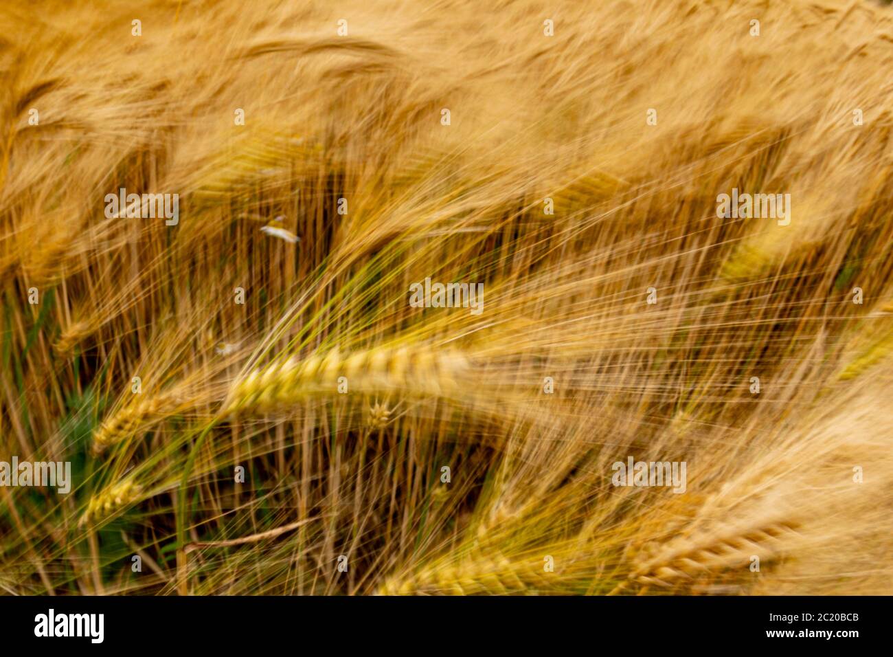 Rye field moved by wind hi-res stock photography and images - Alamy
