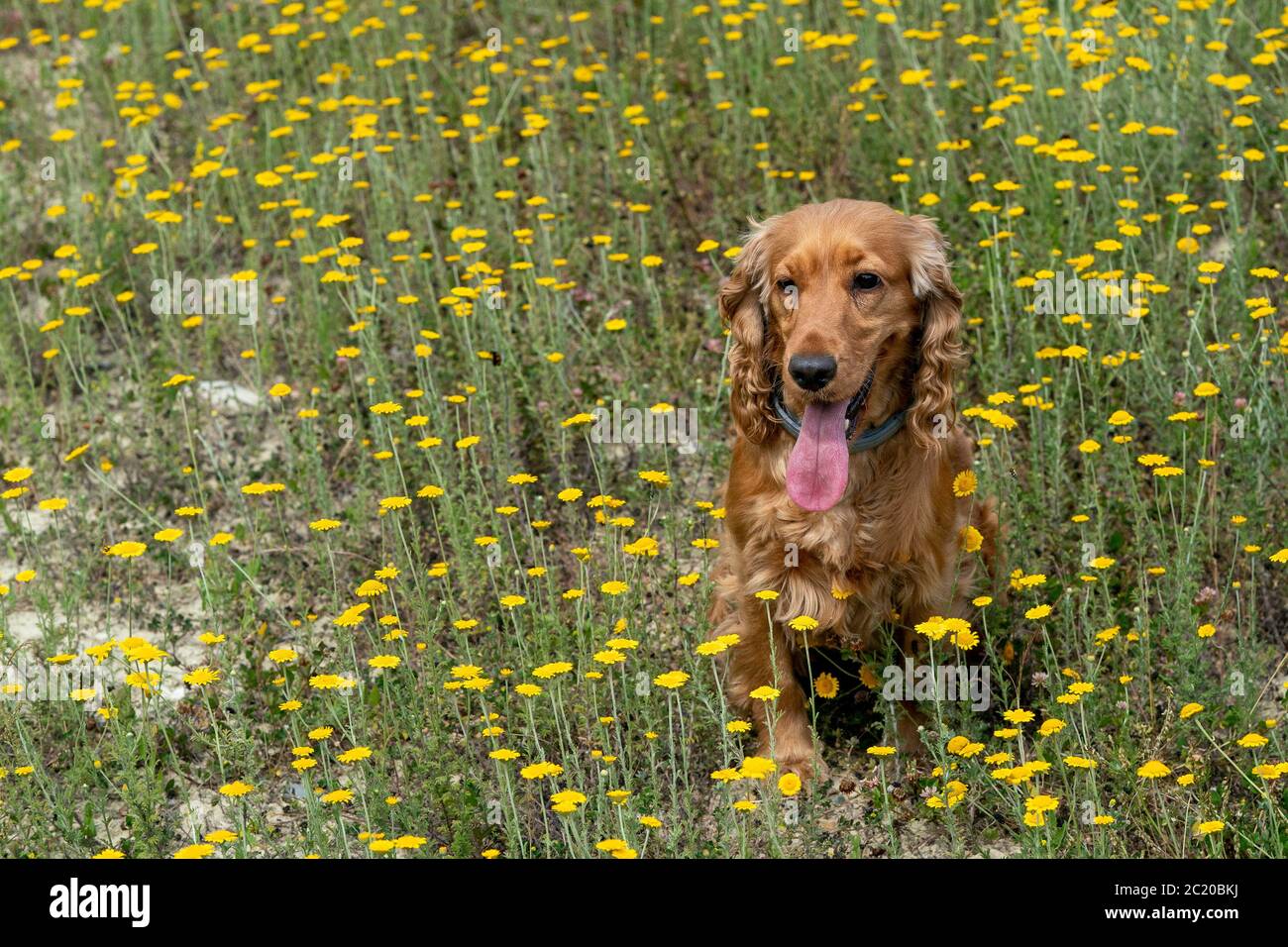 happy cocker spaniel jumping on yellow spring daisy flowers Stock Photo ...