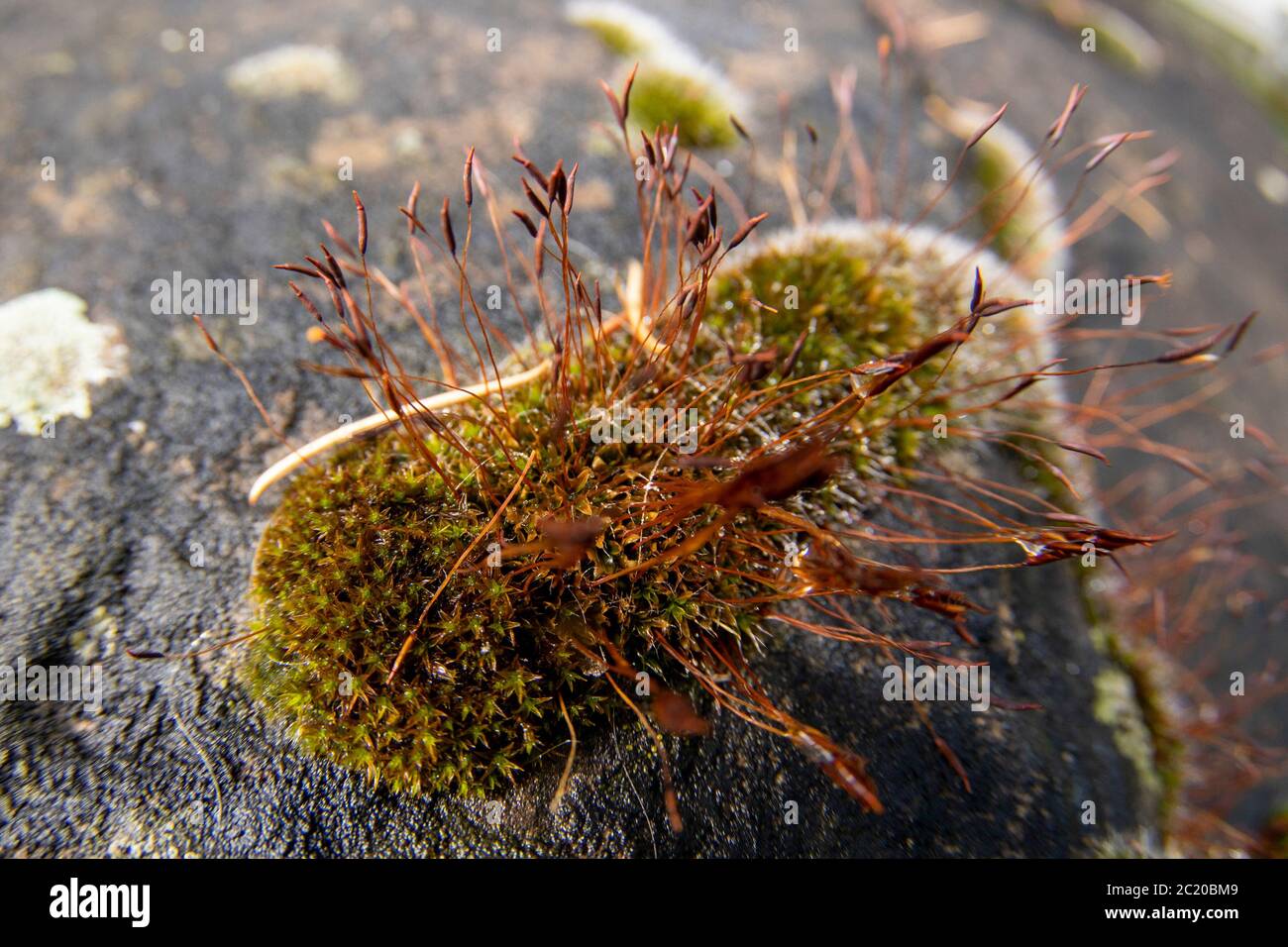 lichen on black stone macro Stock Photo - Alamy