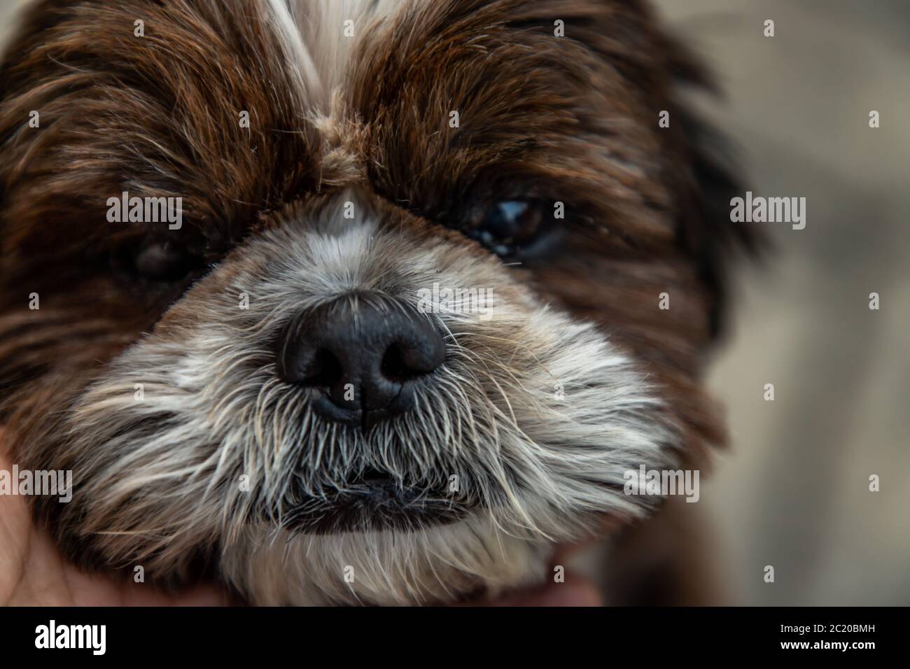 Shih tzu dog standing up hi-res stock photography and images - Alamy