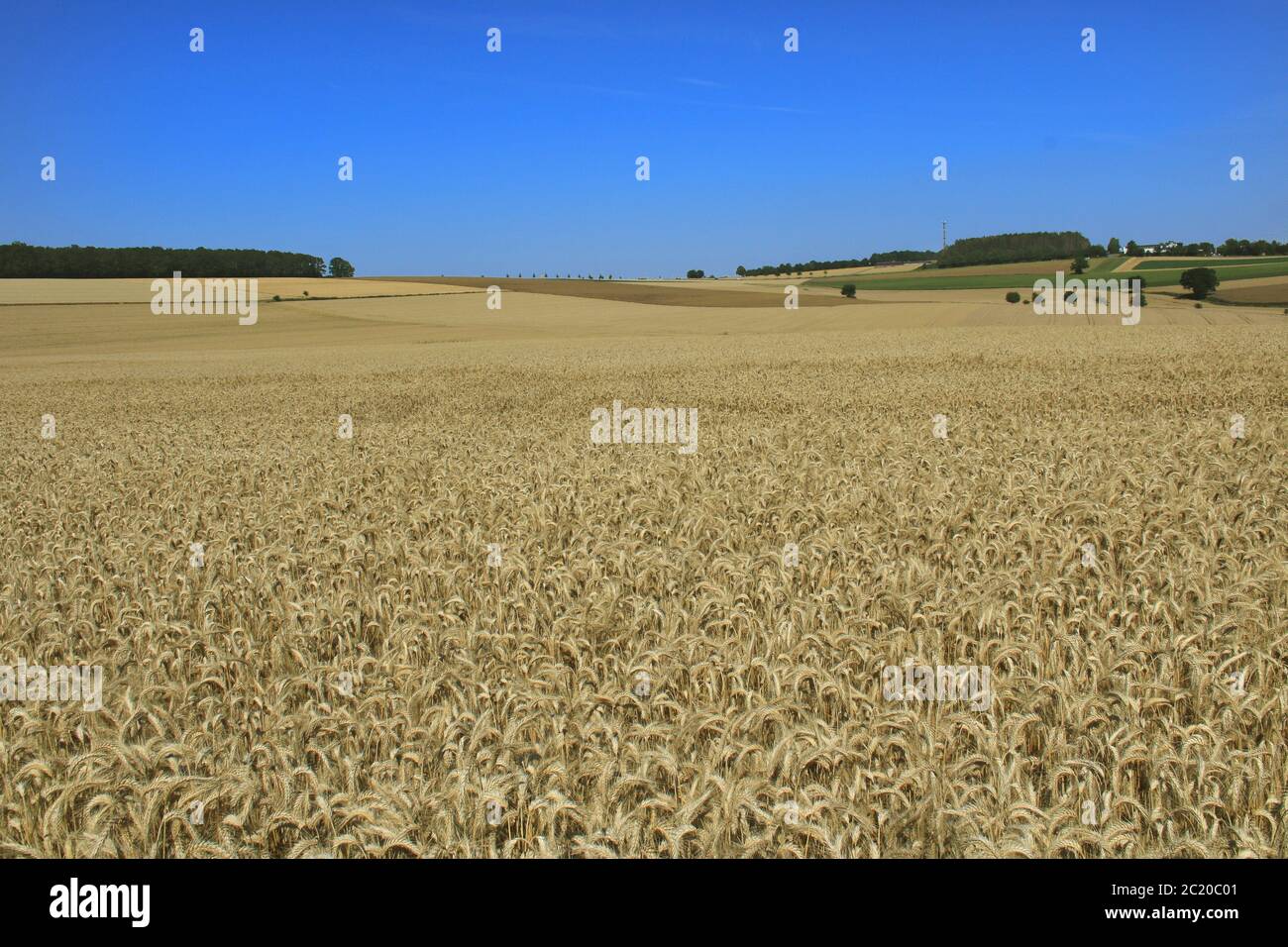 View over a corn field with ripe wheat kernals ready for harvesting ...