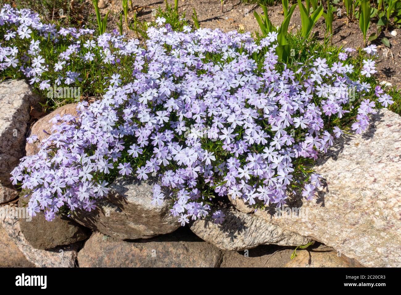 Emerald Blue Creeping Phlox