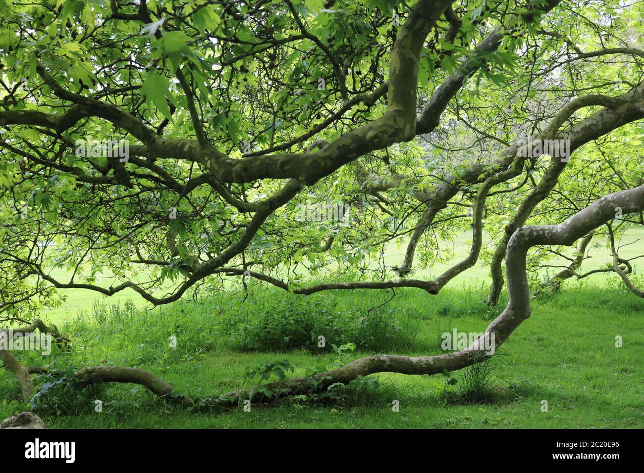 Horizontal Tree Branch