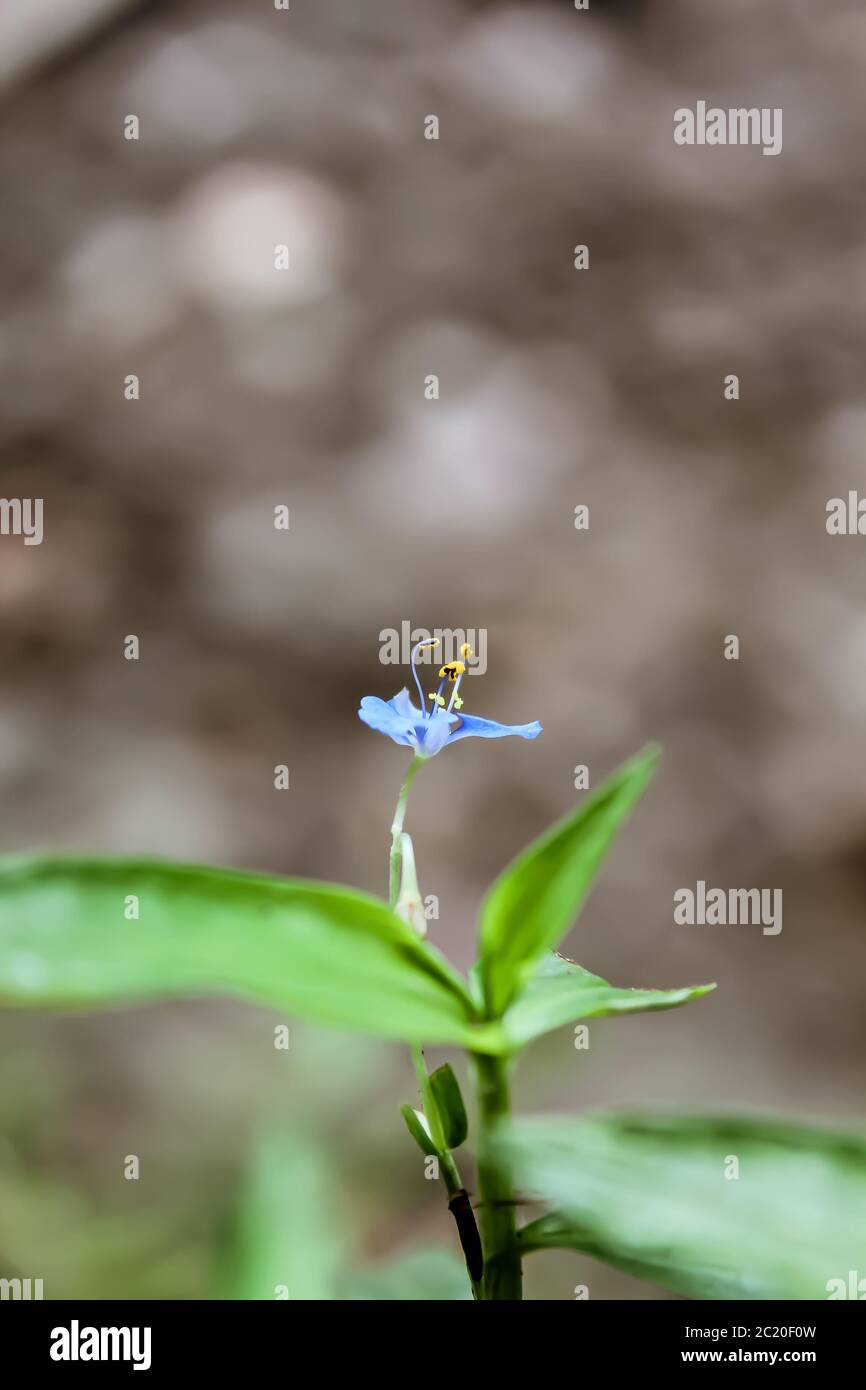 Photography of blue small flower Stock Photo - Alamy
