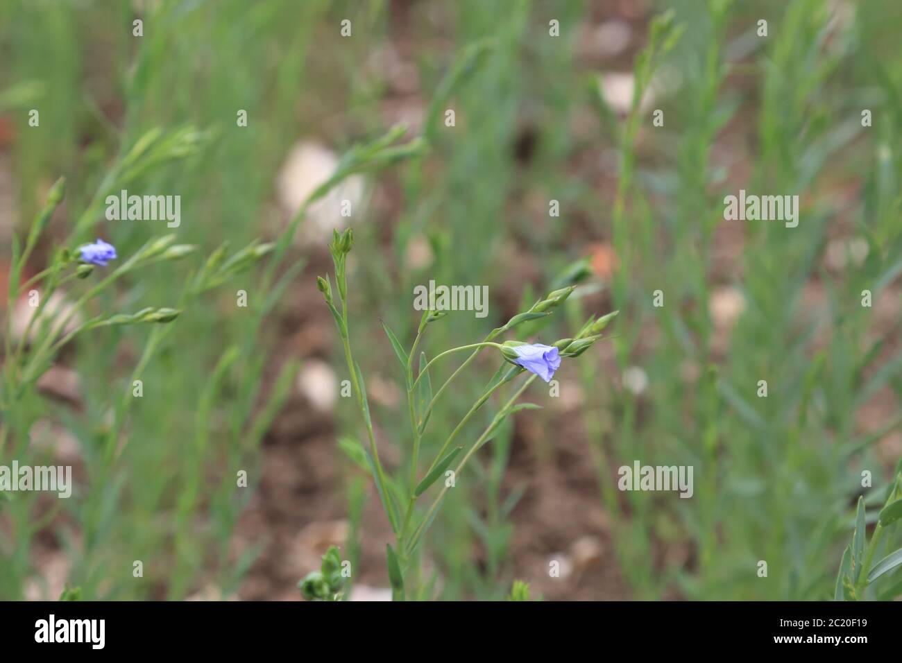 Agricultural crop blue flower flowers crops hi-res stock photography ...