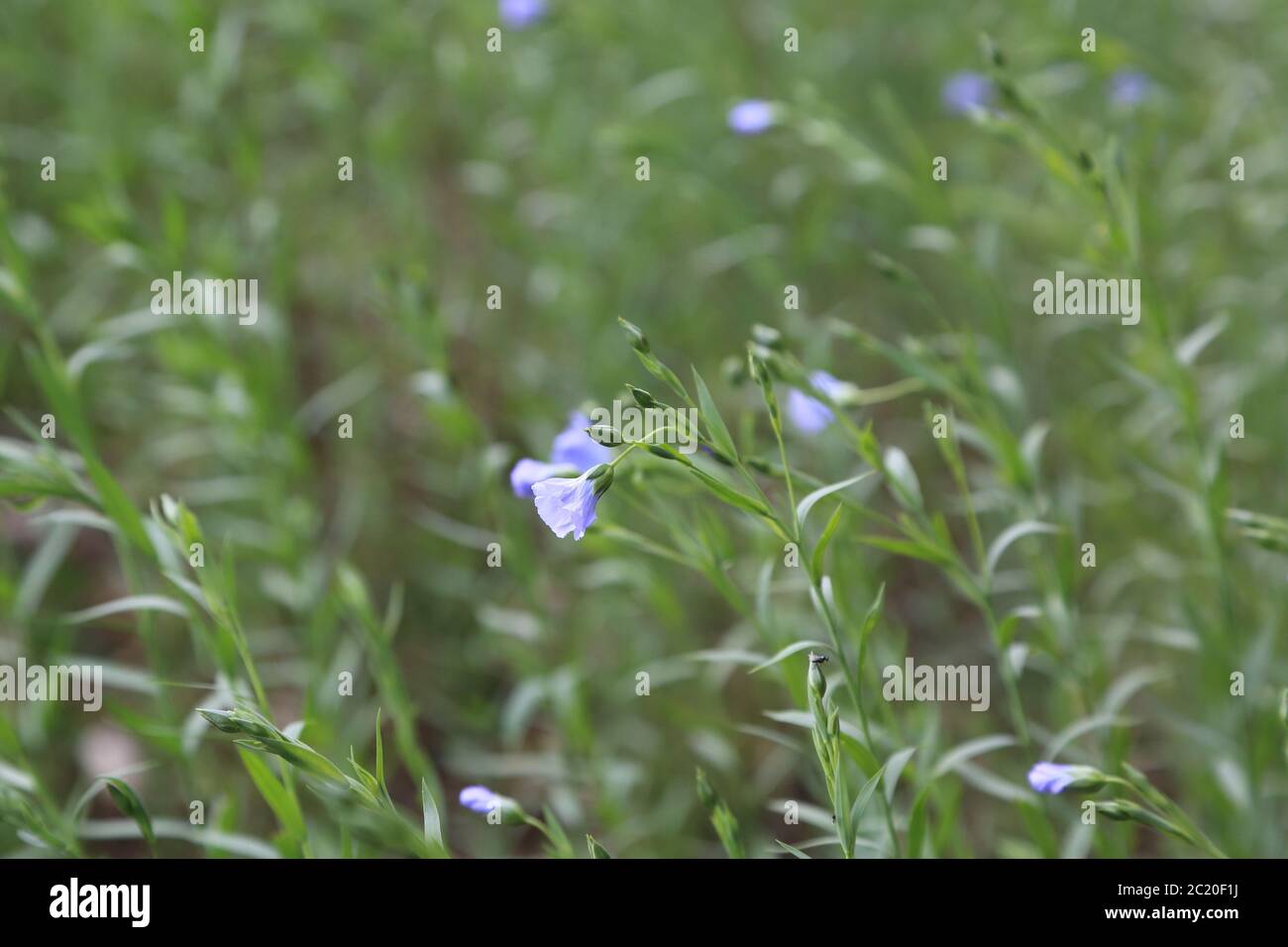 Blue flax flowers growing in a field in Kent, England Stock Photo - Alamy